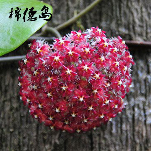 球兰铁线莲基地