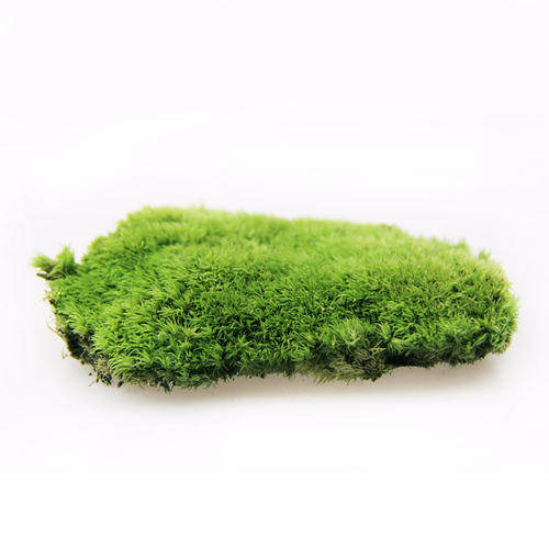 草木林森绿植生活馆