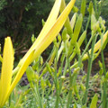 湖南黄花菜种苗之乡