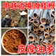 金花茶防城肉桂粉越南肉桂粉