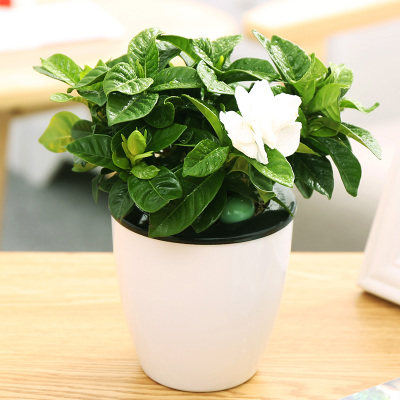 豆瓣绿花卉