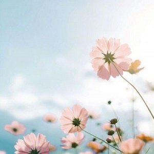 星落繁星零售批发