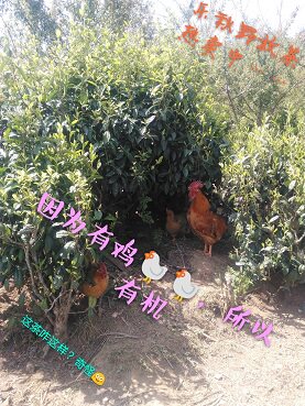 乐秋野放茶