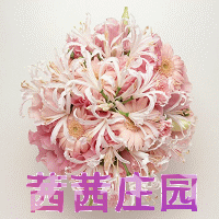 茜茜庄园  派对用品 婚庆用品