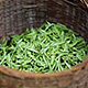 吴大叔家的山茶