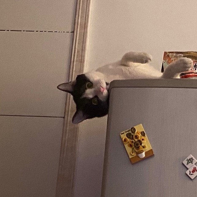 小奶糖的玩具