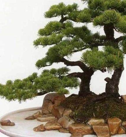 诗里花乡