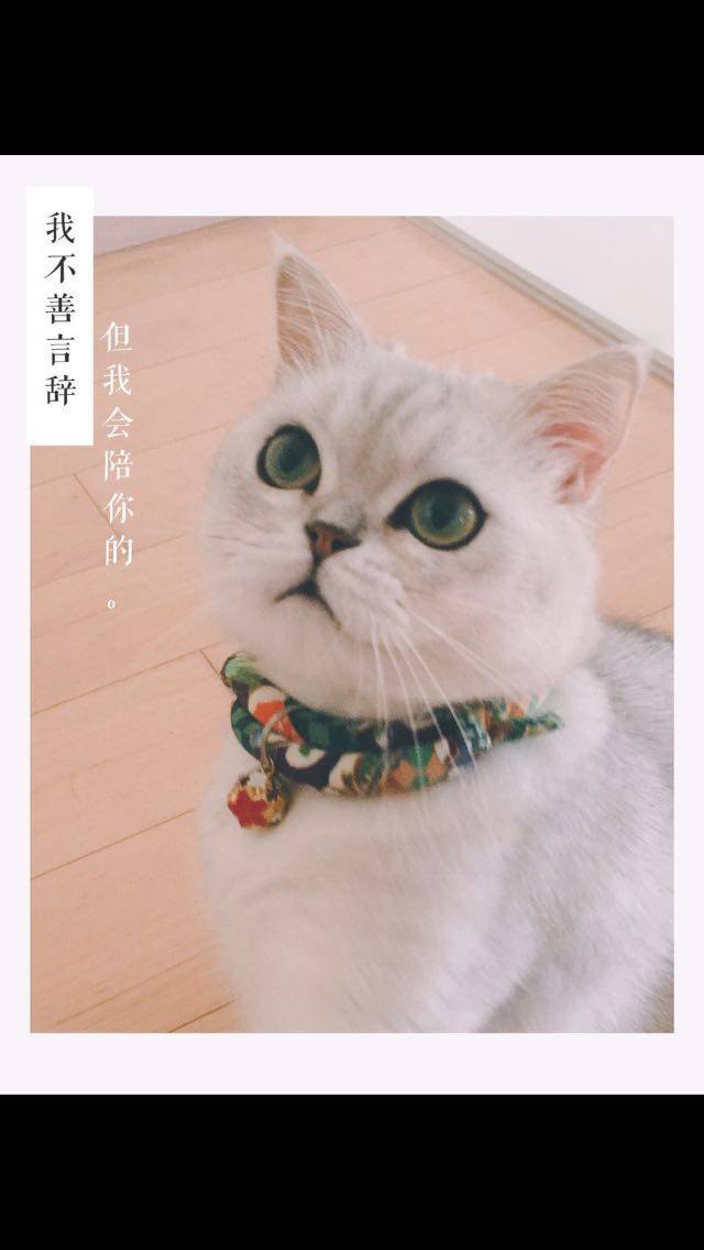 喵呜岛
