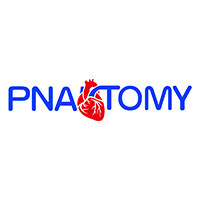 Pnatomy医模官方店