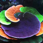 静风听海生物店
