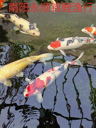 南阳永顺锦鲤渔场