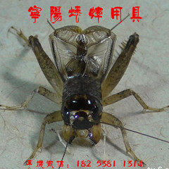 宁阳蟋蟀用具