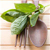 becausegreen因为绿旗舰店