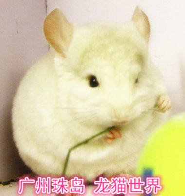 广州珠岛龙猫世界
