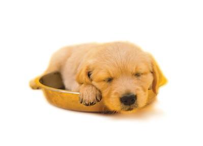 爱犬小铺