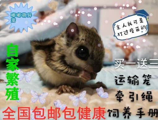 萌萌异宠物生活馆