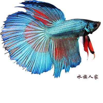 西蜀水族人家
