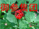 御参参茸