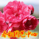 春歌园艺中心