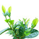 农村茶农私家古树茶