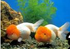 孔雀水族馆
