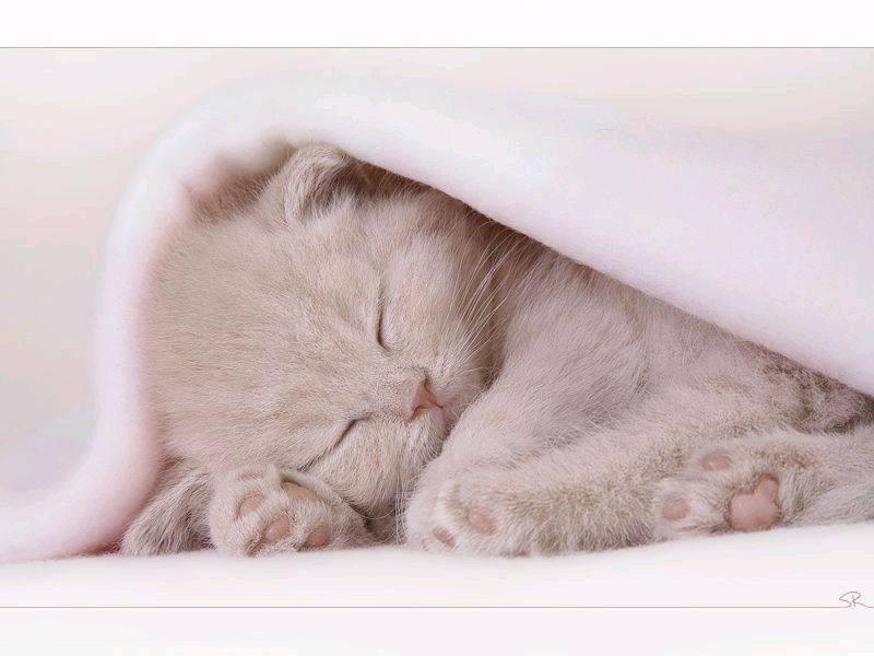 猫＋狗家宠物用品平价店
