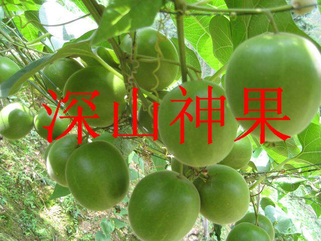 深山神果罗汉果