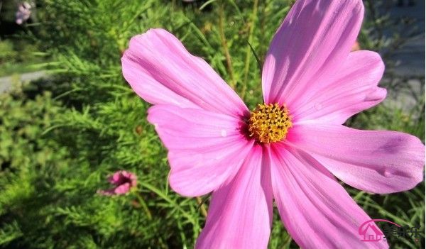 思恬花卉
