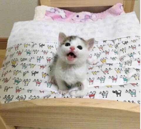 小家顾事
