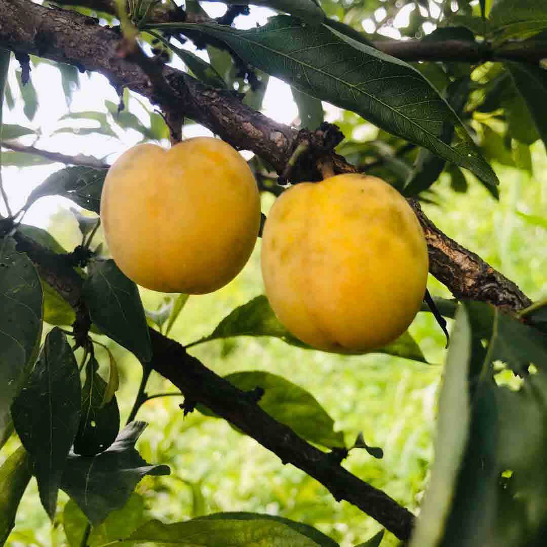 贵州菜园子