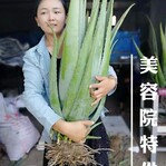 绿和芦荟商贸部