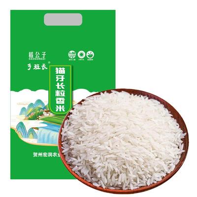 新米猫牙米长粒香米大米蛋炒饭