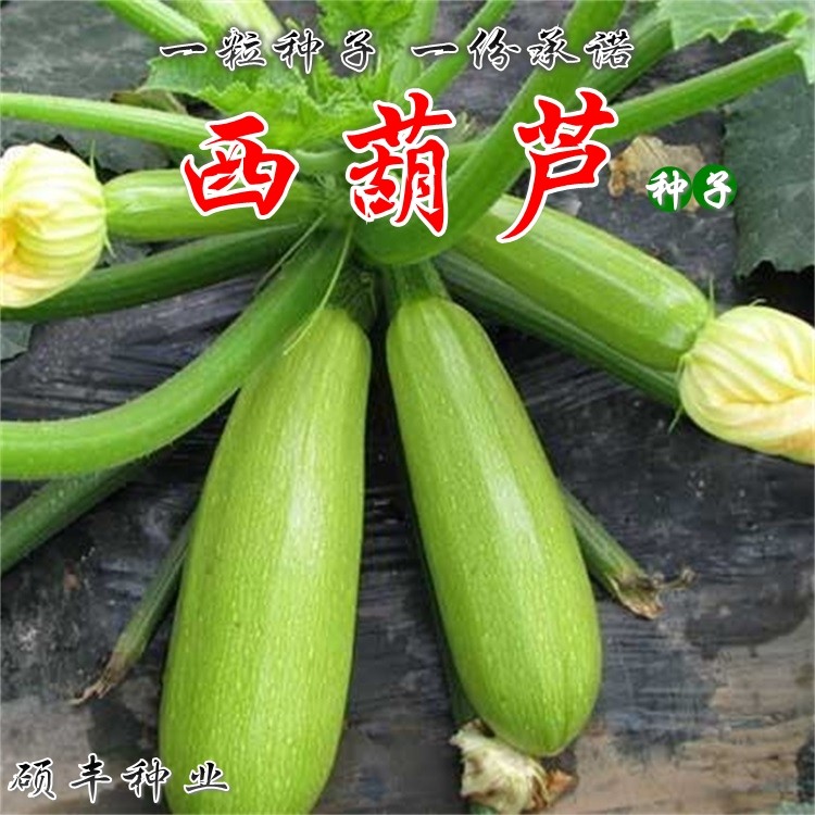 茄瓜和西葫芦是一种吗,西葫芦为什么叫茄瓜,河南的茄瓜是什么(第2页)_大山谷图库