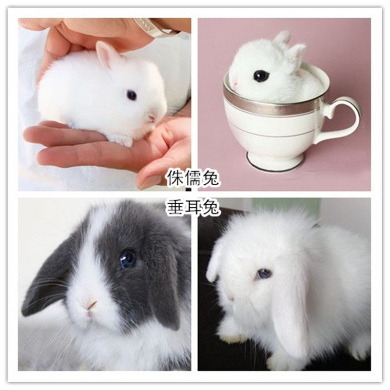 熊猫侏儒兔图片,荷兰,寿命_大山谷图库